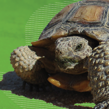 Mojave Desert Tortoise Studies, Document - FirstCarbon Solutions