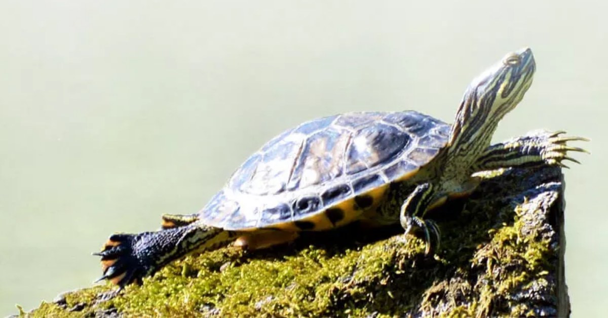 Biological Resources Management - FirstCarbon Solutions